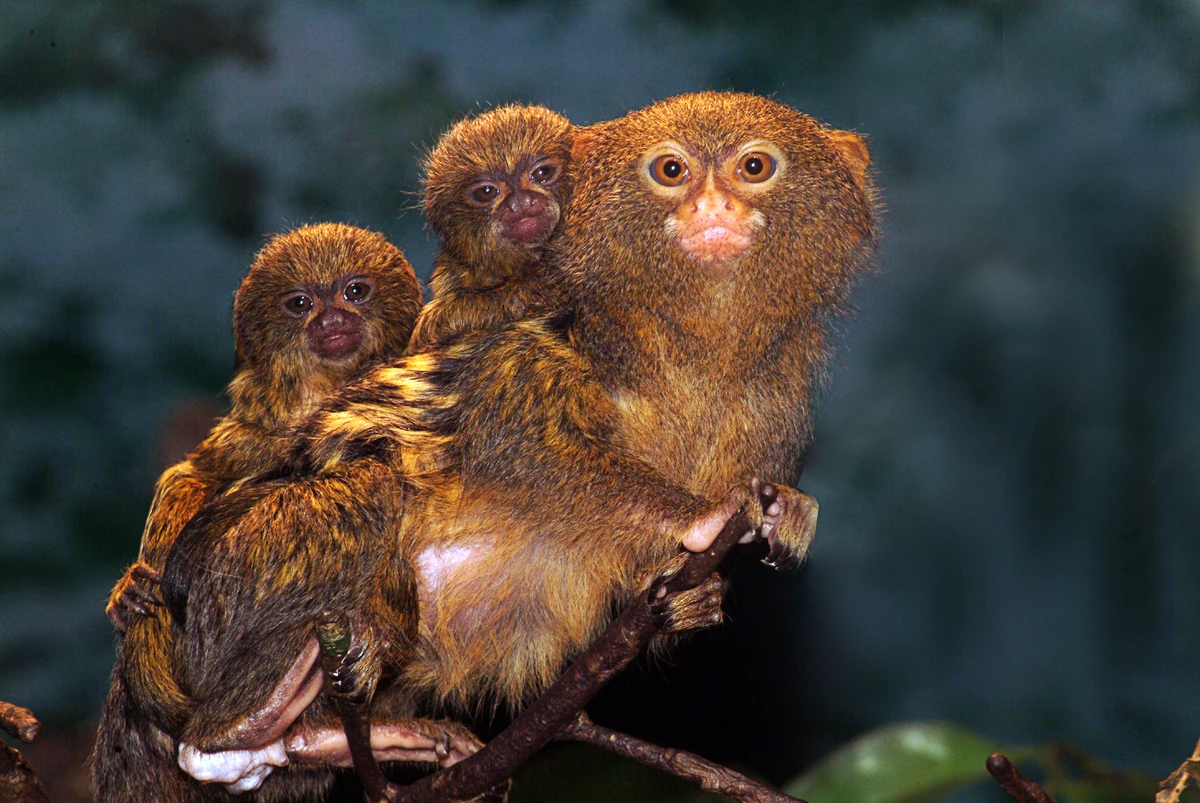 Pygmy Marmoset | Dan Kuso's Heaven Wiki | Fandom