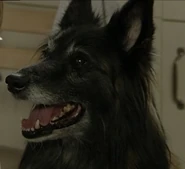 Wellard | EastEnders Wiki | Fandom