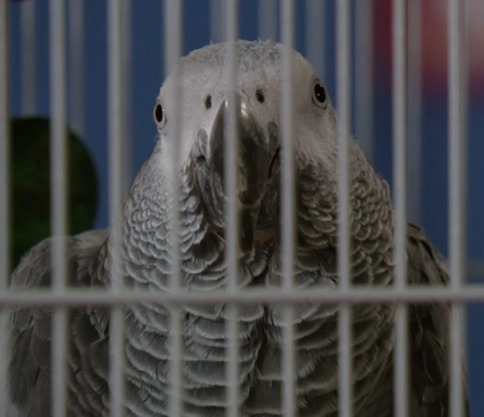 Frank | EastEnders Wiki | Fandom