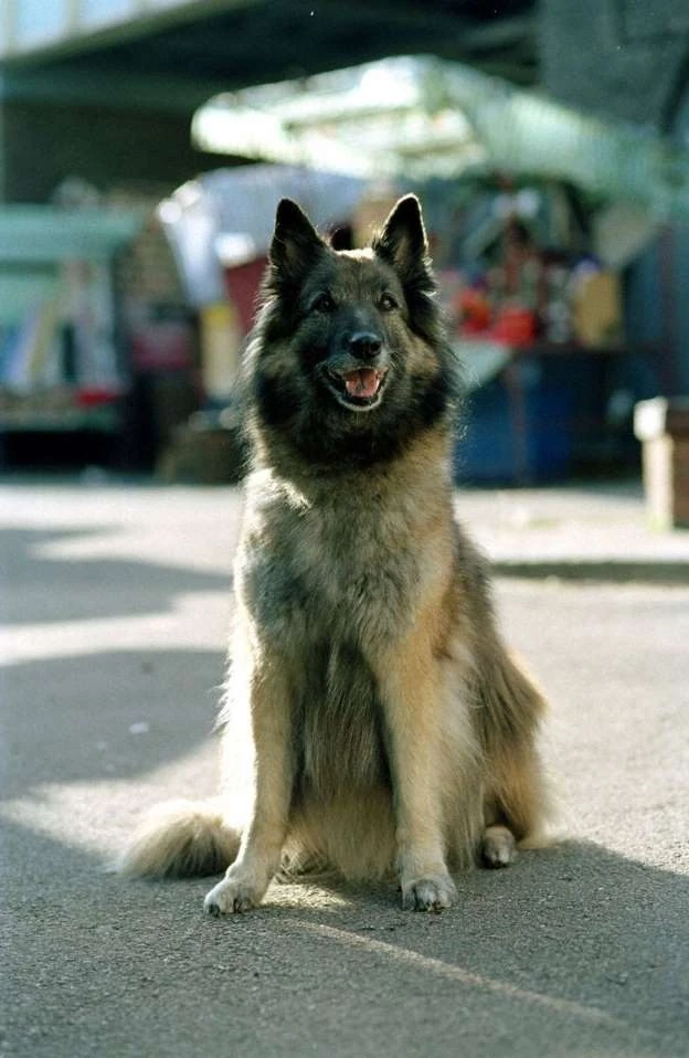 Wellard | EastEnders Wiki | Fandom