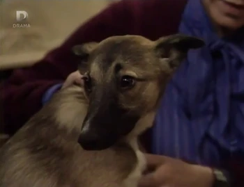 Albert (dog) | EastEnders Wiki | Fandom