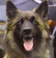 Wellard | EastEnders Wiki | Fandom