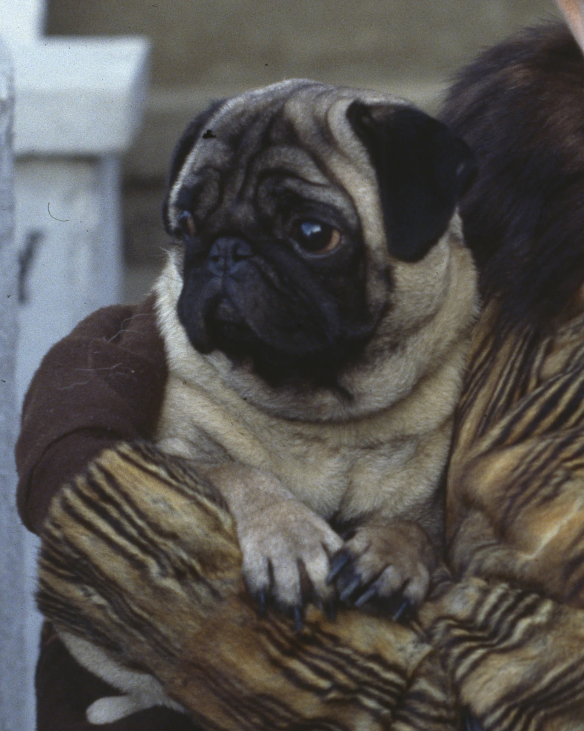 Willy | EastEnders Wiki | Fandom