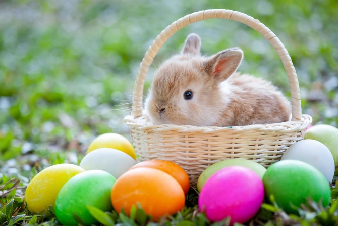 Easter Wiki Fandom