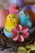 Easter Chick | Easter Wiki | Fandom