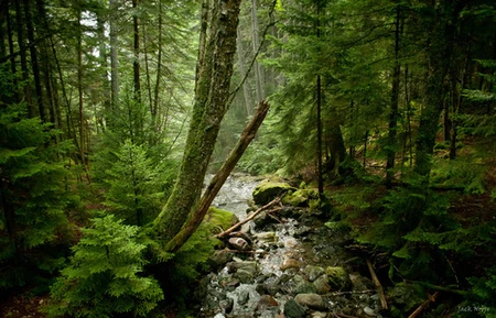 Castle Forest | Eastern European School of Magic Wiki | Fandom