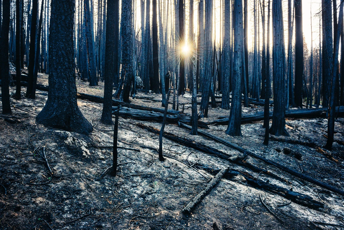 Western wolves | Eastern wolves and western wolves Wiki | Fandom