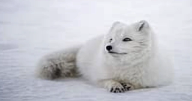 Winter (Elemental Foxes) | Eastern wolves and western wolves Wiki | Fandom