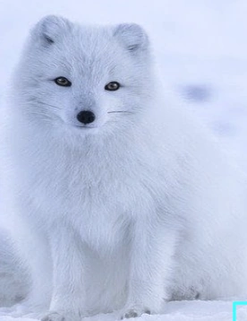 Snowflake | Eastern wolves and western wolves Wiki | Fandom