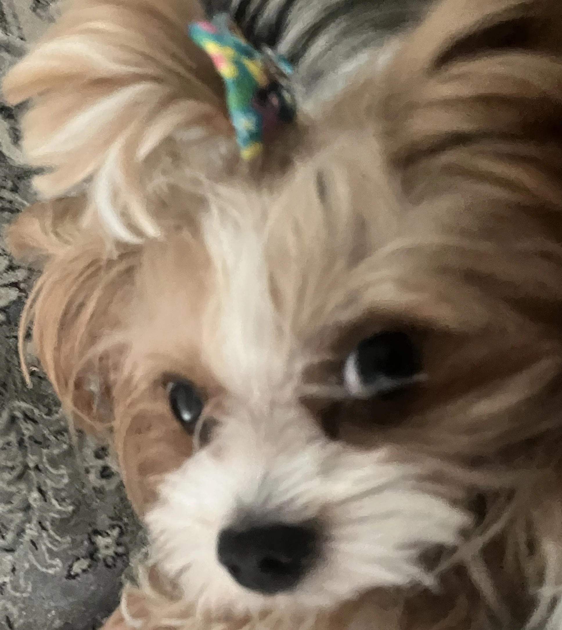 uhhhh look at my dog and forget all my past mistakes! | Fandom