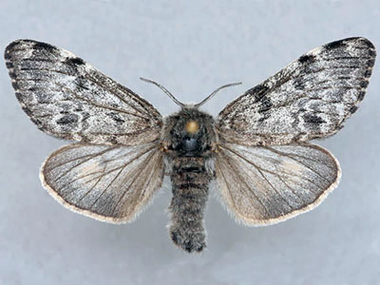 I just had a amazing idea,, what moth/flea would be cool for inspo of a ...