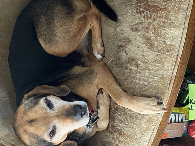 Drawing your irl pets into concept creatures! | Fandom