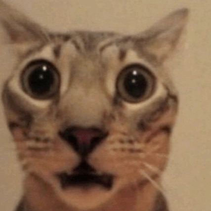 domestic short-haired cat | Fandom