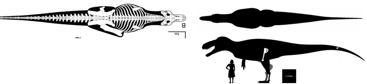 The muscle of Torvosaurus Tanneri specimen "Elvis" by ALPHAs8 on ...