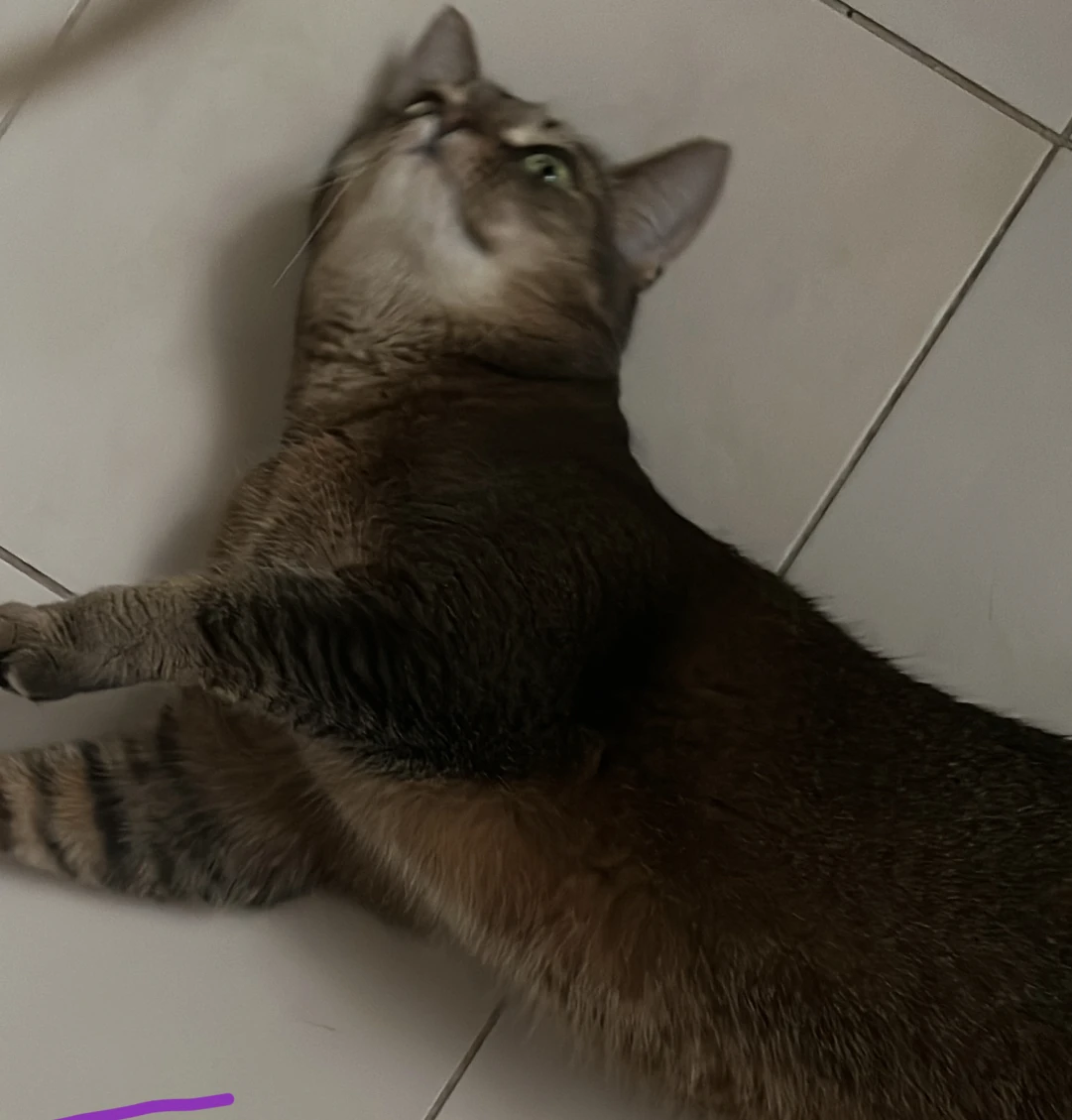 Im a sentient cat that can speak, type and play video games | Fandom