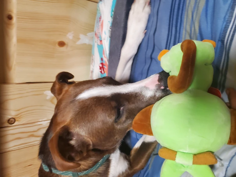 Bowser (my dog) checking out Rodrick (grookey) | Fandom