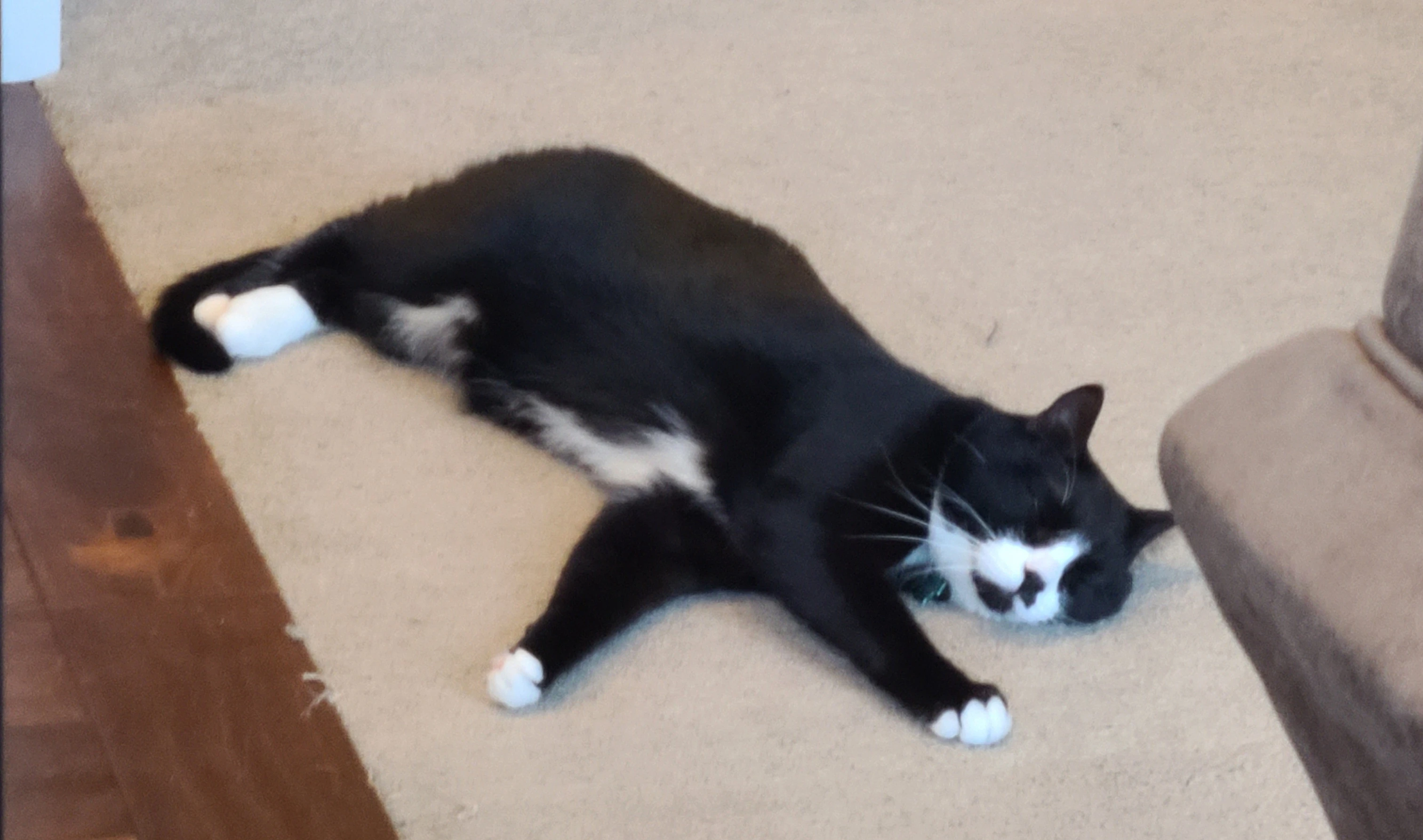 Kitty broke | Fandom