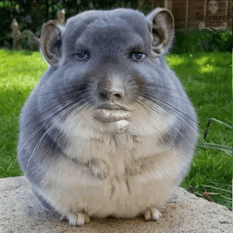 Bunnie deconfirmed | Fandom