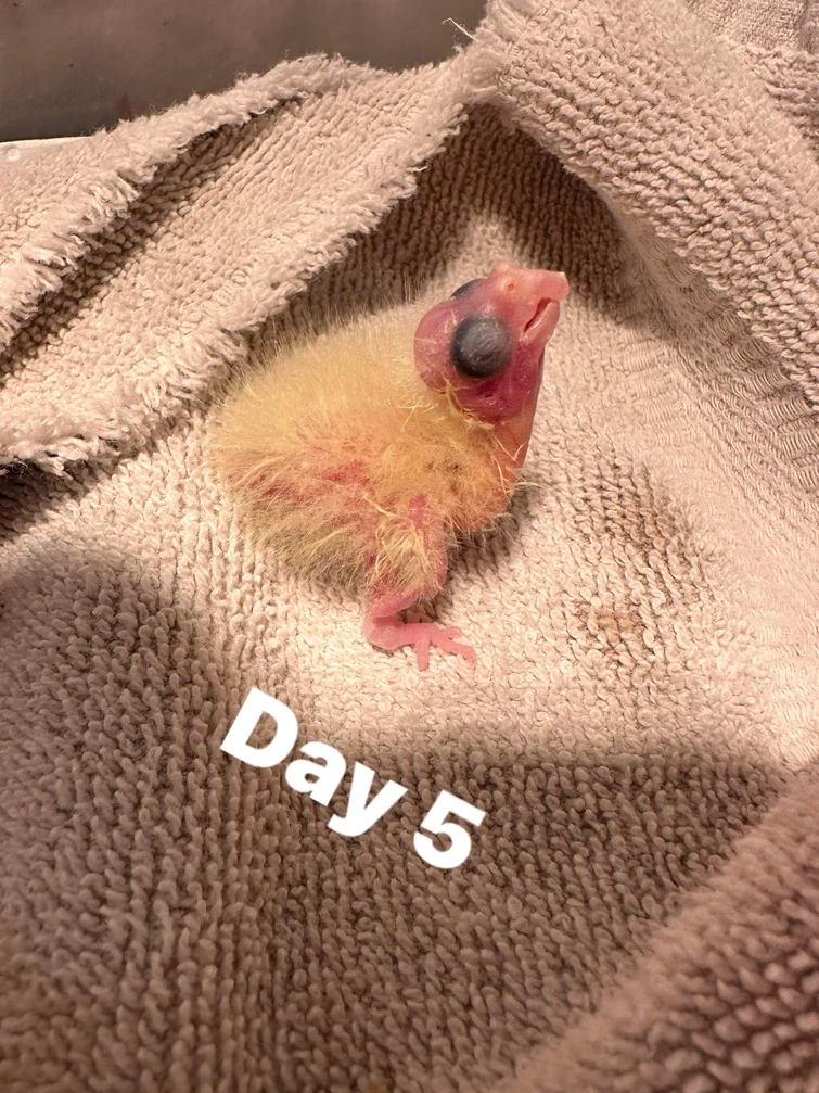 Baby bird day 1-5 | Fandom