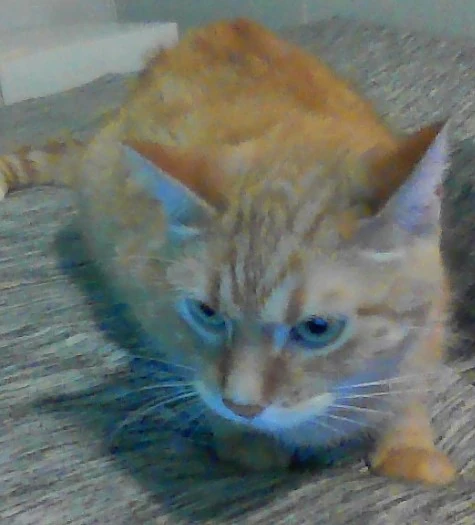 I LOVE MY CAT ZM | Fandom