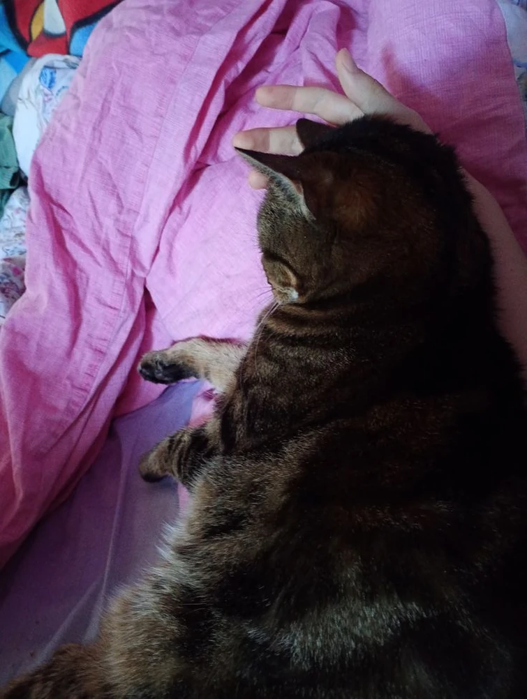 im free from the cat curse | Fandom