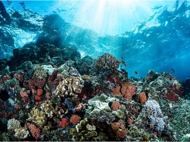 My Miju skin ideas + names | Fandom