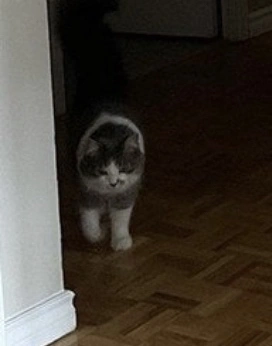 Tibbles the Background Cat | Eb Files Wiki | Fandom