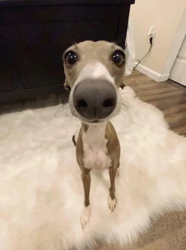 Banban dog | Fandom