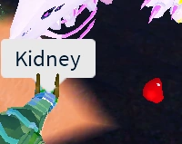 Kidney | Fandom
