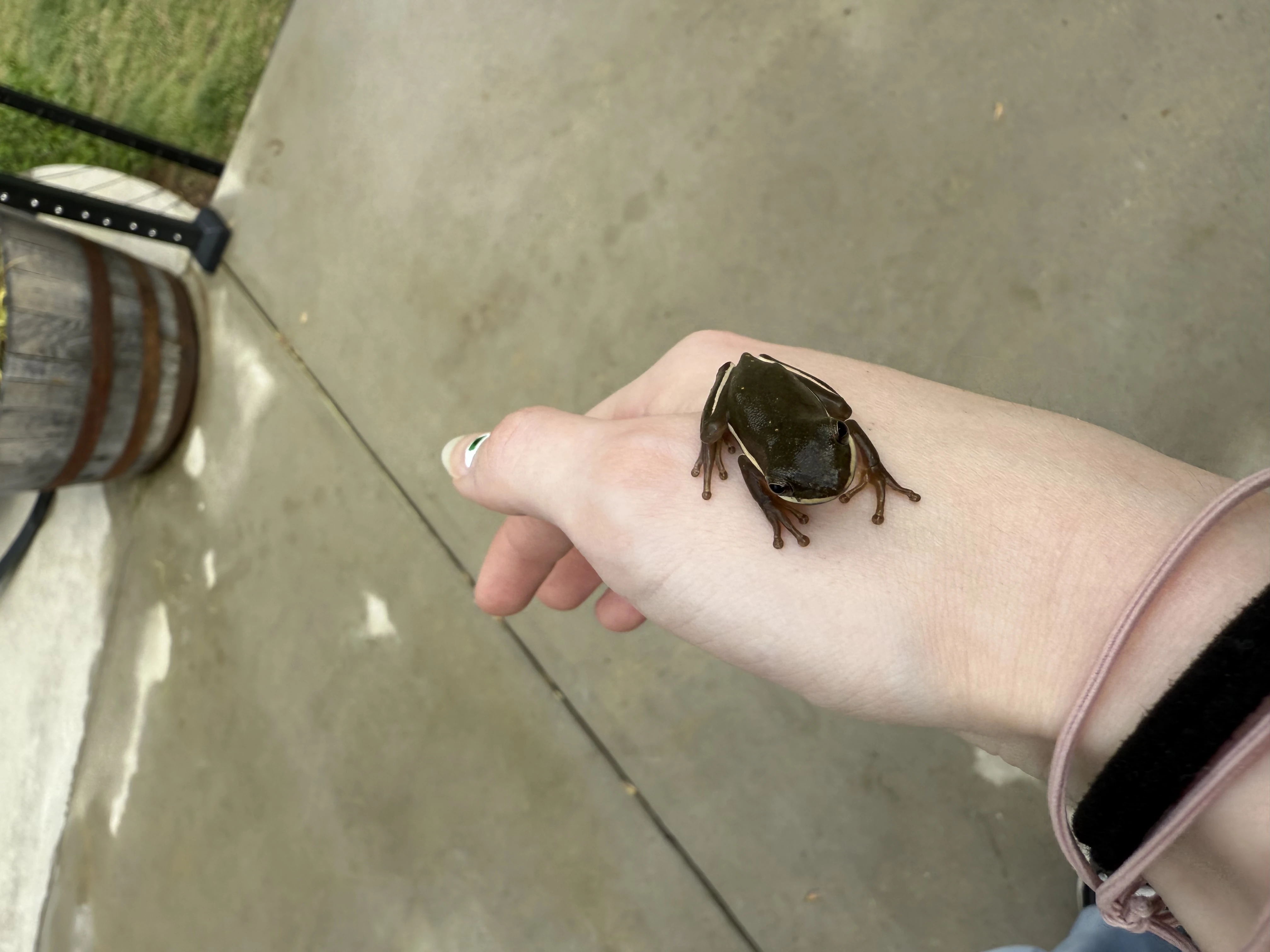 I made a buddy | Fandom