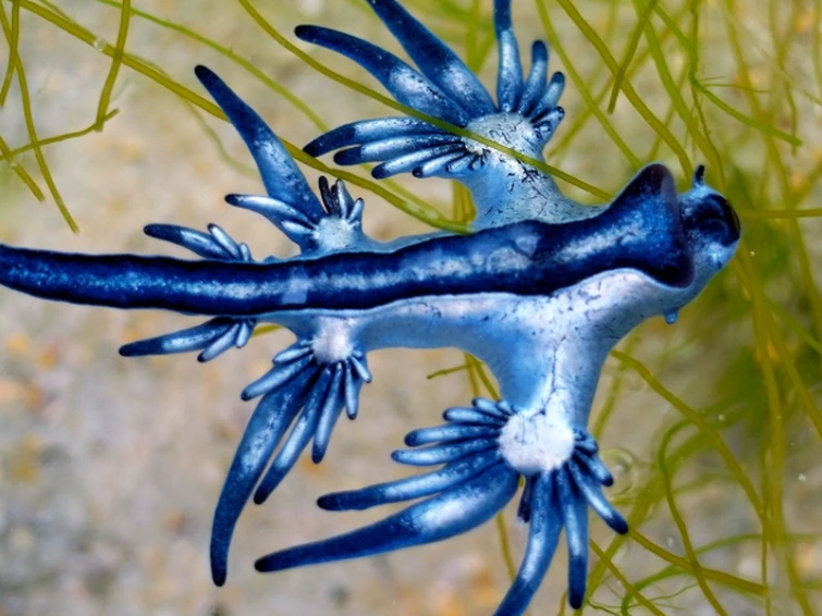 This sea slug reminds me of glovacus but in blue | Fandom