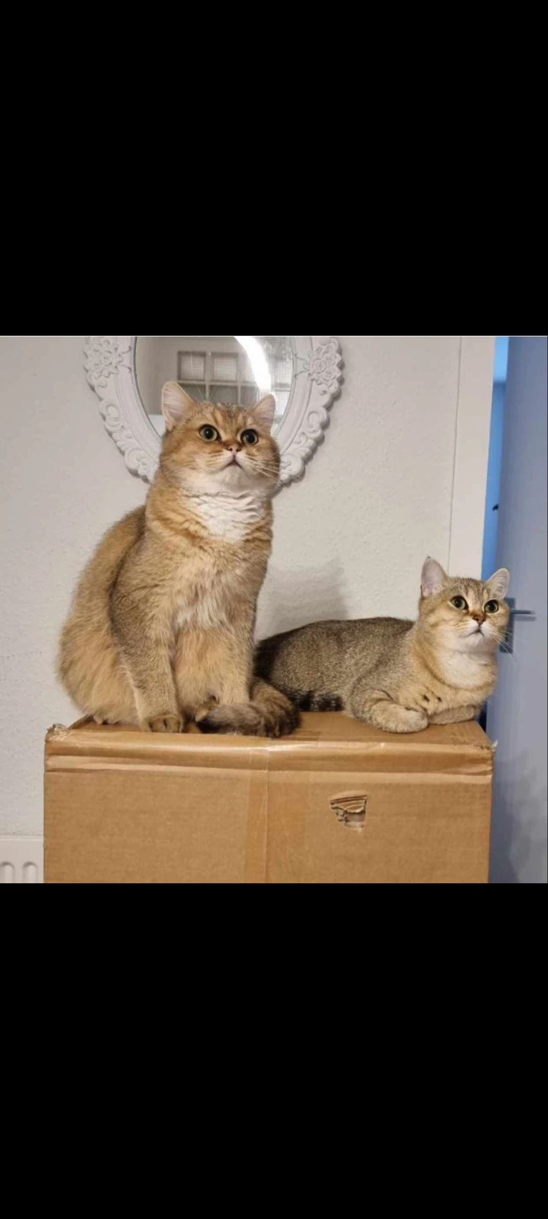 This is my (cousins) cats | Fandom