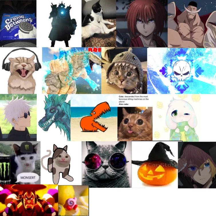 Daily Dose of Cats #21 [Special] | Fandom