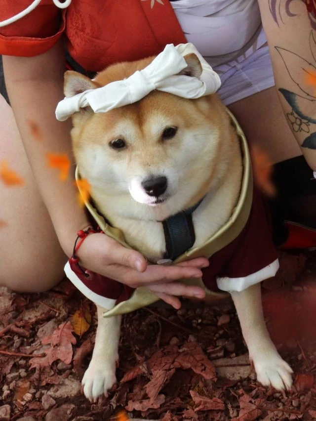 Taroumaru cosplay | Fandom