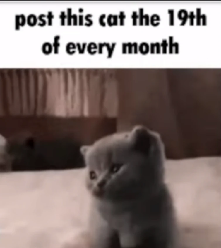 image dump: cat edition | Fandom