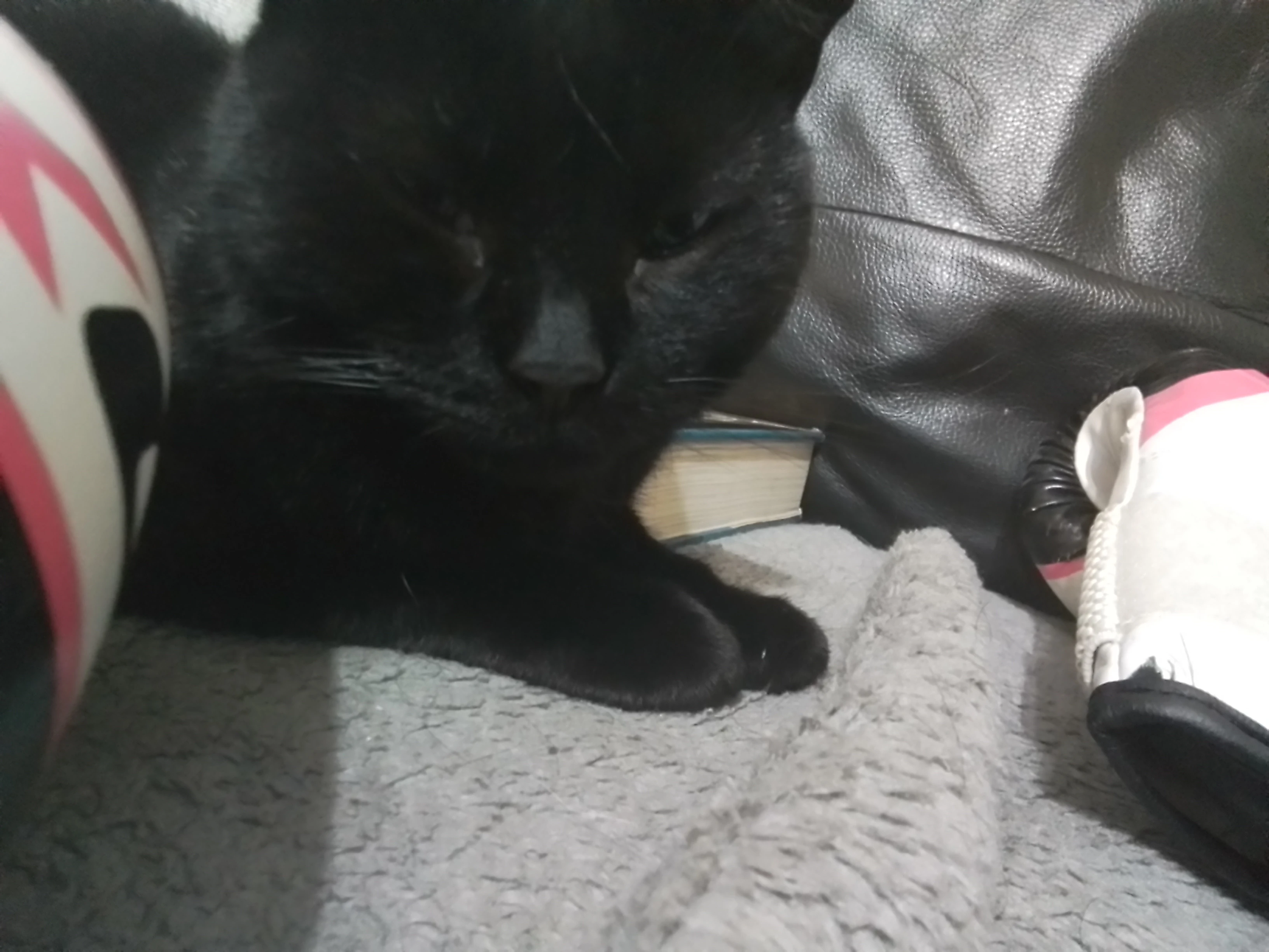 For some reason this guy was simping over my cat | Fandom