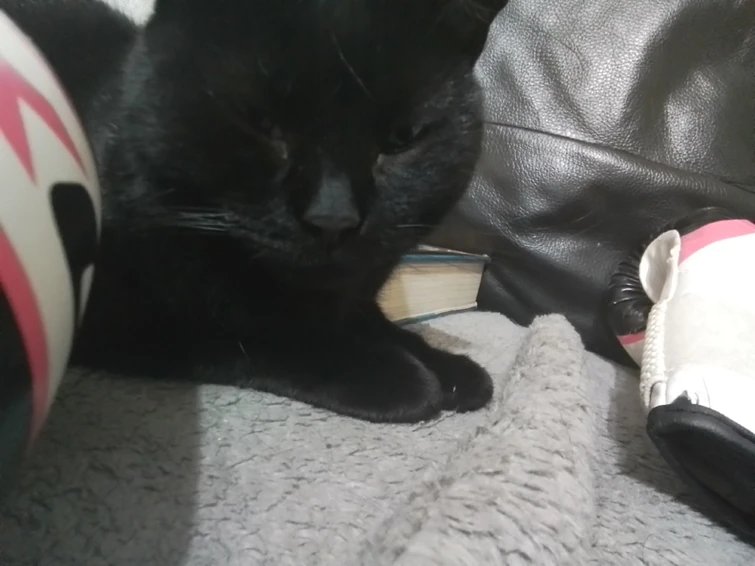 For some reason this guy was simping over my cat | Fandom