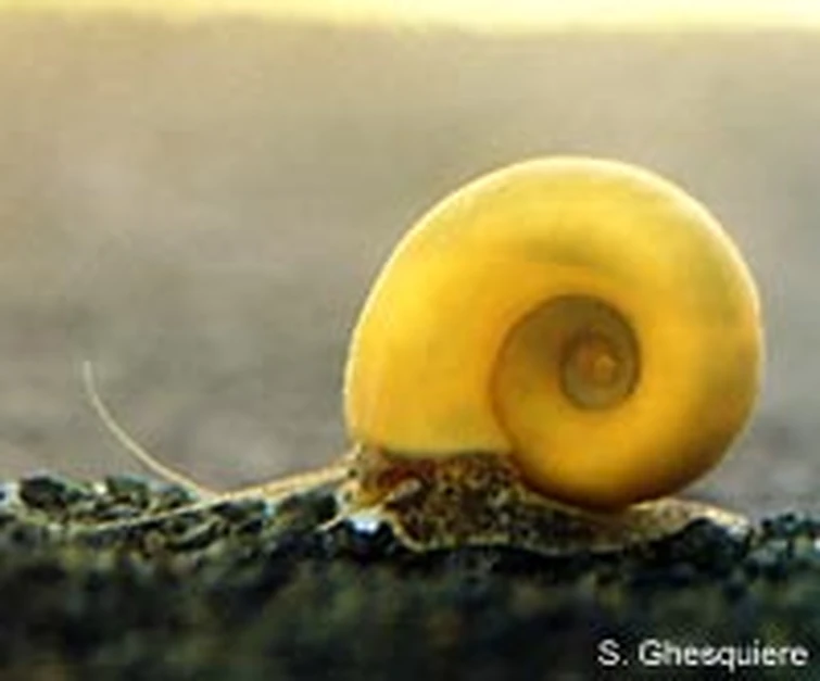 Slow seline | Fandom