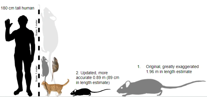 A revision of the size of coryphomys musseri | Fandom