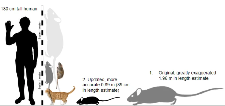 A revision of the size of coryphomys musseri | Fandom