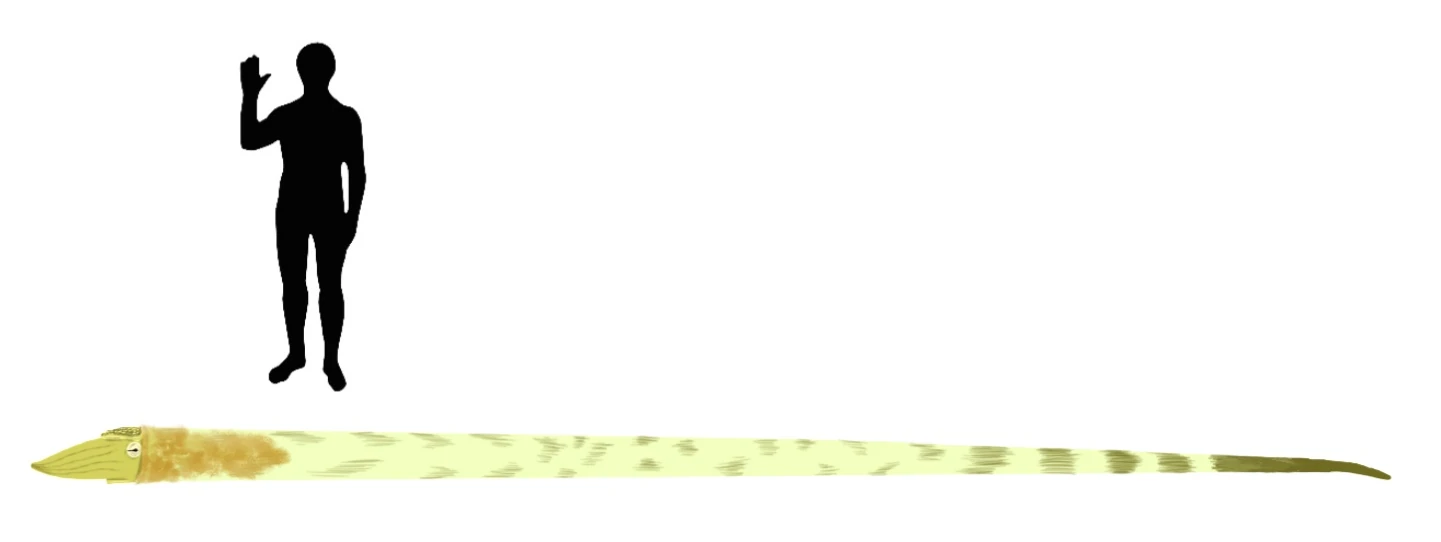 Endoceras art | Fandom