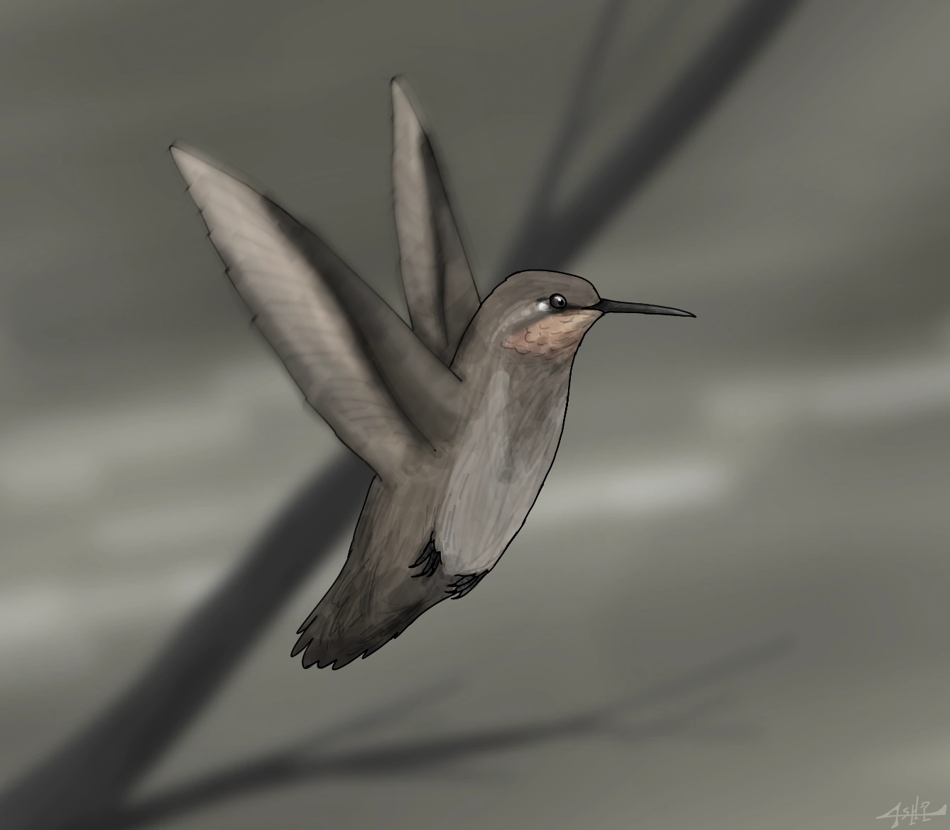 Eurotrochilus drawing | Fandom