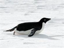 Adelie Penguin | Echo's Zoo Wiki | Fandom