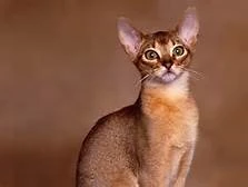 Abyssinian | Echo's Zoo Wiki | Fandom