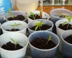 Styrofoam Cup Planters | Ecomedia Wikia | Fandom