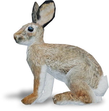Category:Lagomorpha | Ecos: La Brea Wiki | Fandom