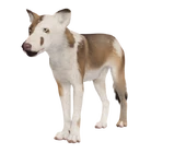 Fauna/Mutation | Ecos: La Brea Wiki | Fandom