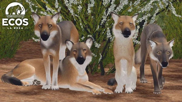 Dire Wolf | Ecos: La Brea Wiki | Fandom