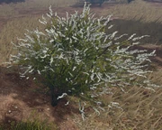 Flora | Ecos: La Brea Wiki | Fandom