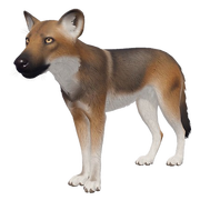 Dire Wolf | Ecos: La Brea Wiki | Fandom